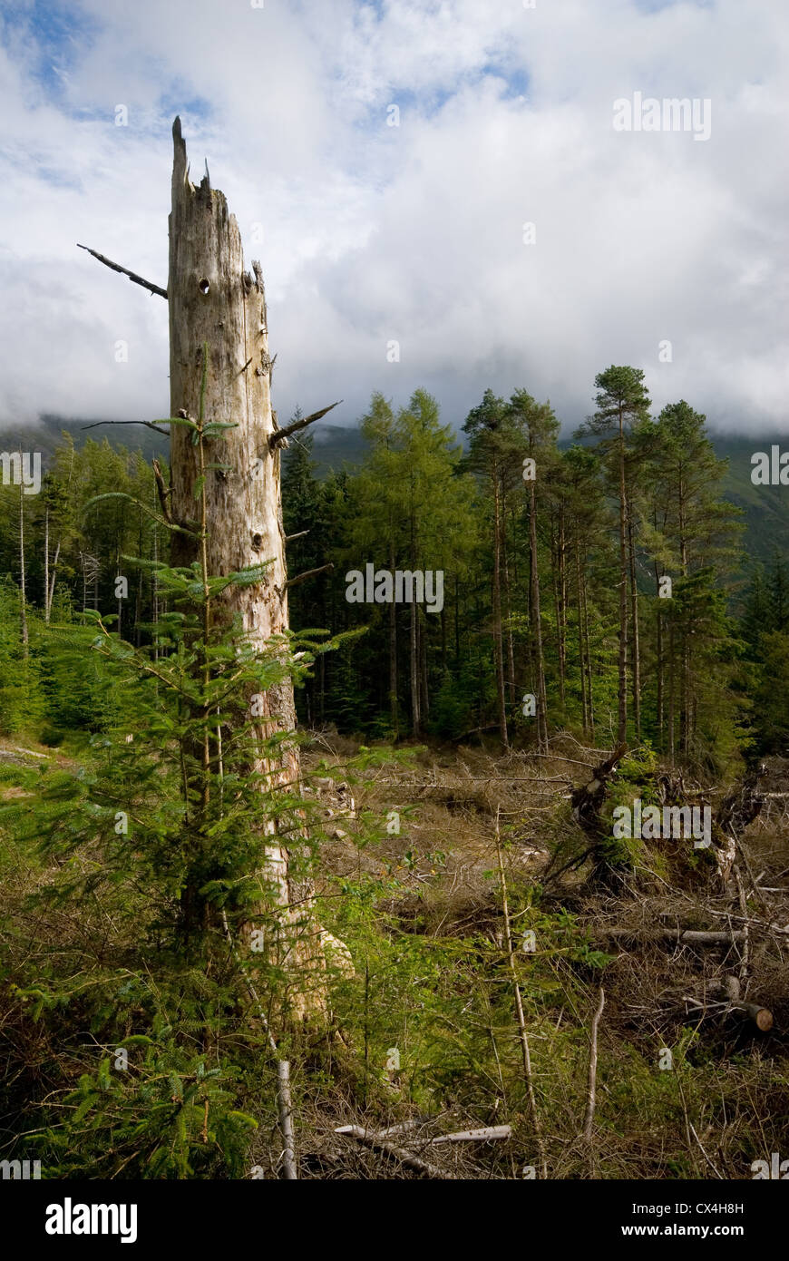 Forestry deforestation hi-res stock photography and images - Alamy