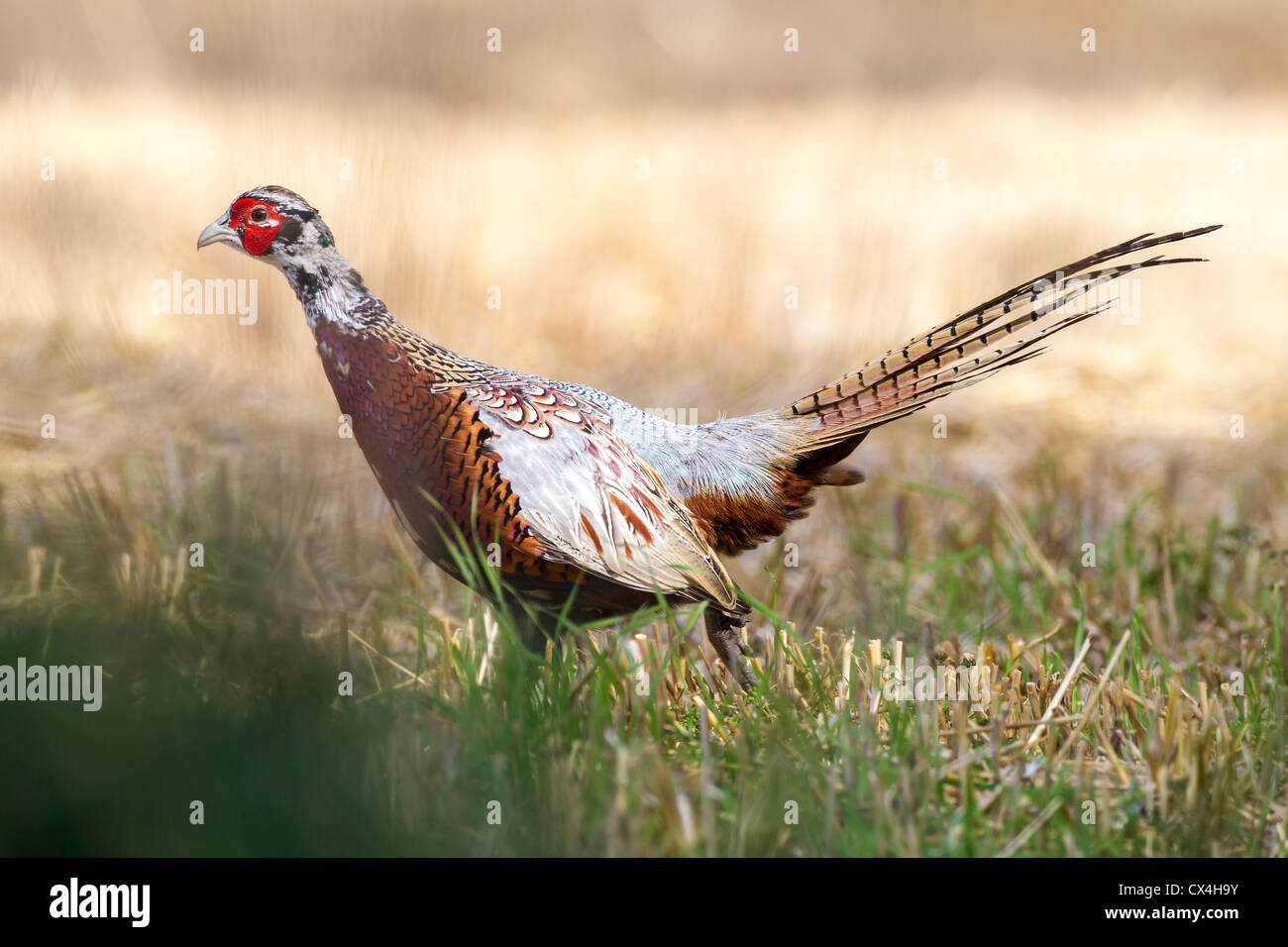 Juvenile Oriental Pheasants