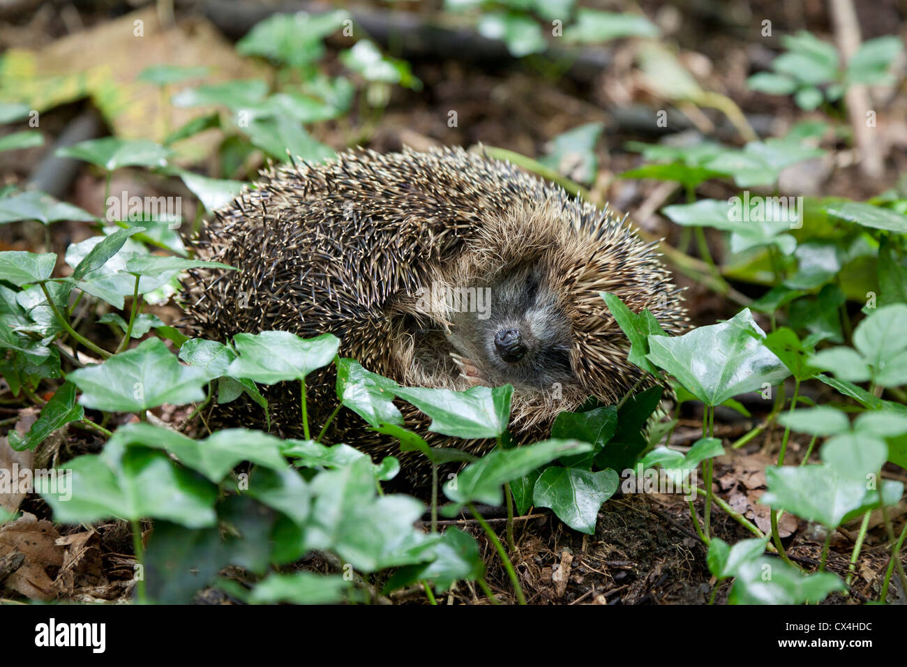Hedgehog hi-res stock photography and images - Alamy