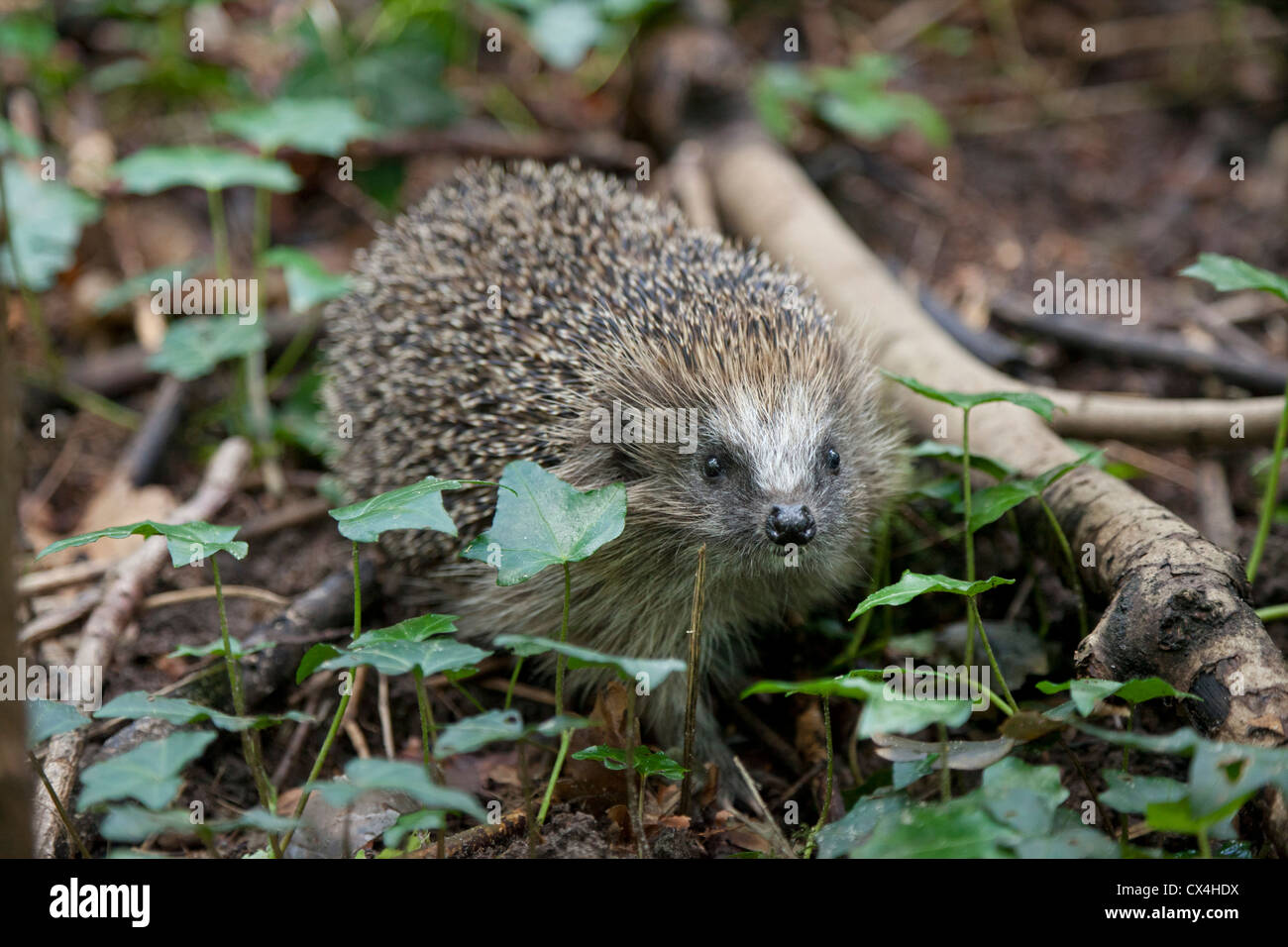 European Hedgehog sniffing around in the woods Stock Photo - Alamy