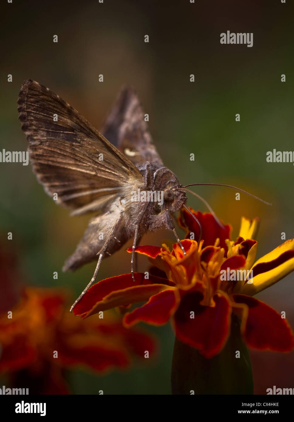 Silver y moth uk hi-res stock photography and images - Alamy