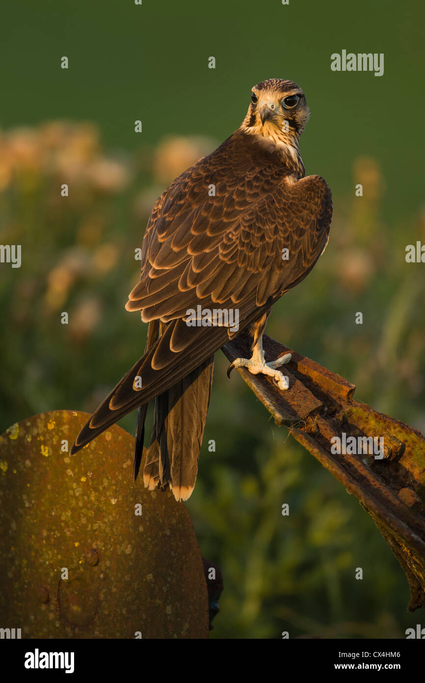 Golden falcon hi-res stock photography and images - Alamy