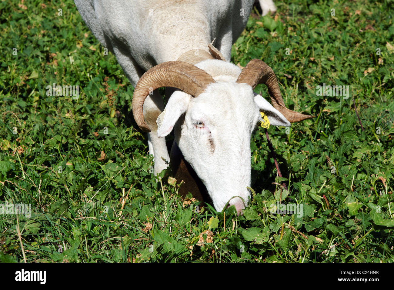 Sheep in basque country hi-res stock photography and images - Alamy