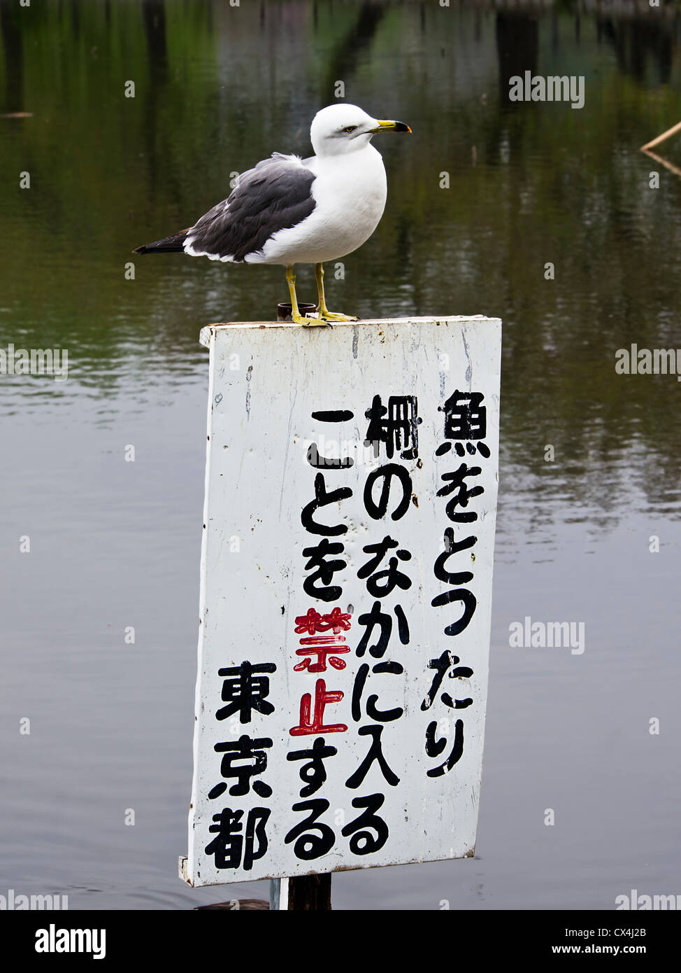 Seagull warning sign hi-res stock photography and images - Alamy
