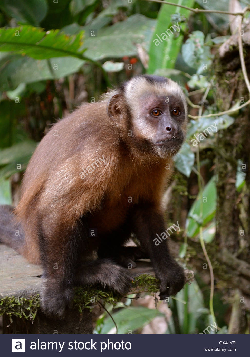 Amazon monkey Stock Photo, Royalty Free Image: 50504491 - Alamy