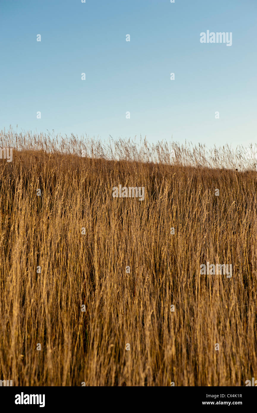 Dry vegetation hi-res stock photography and images - Alamy