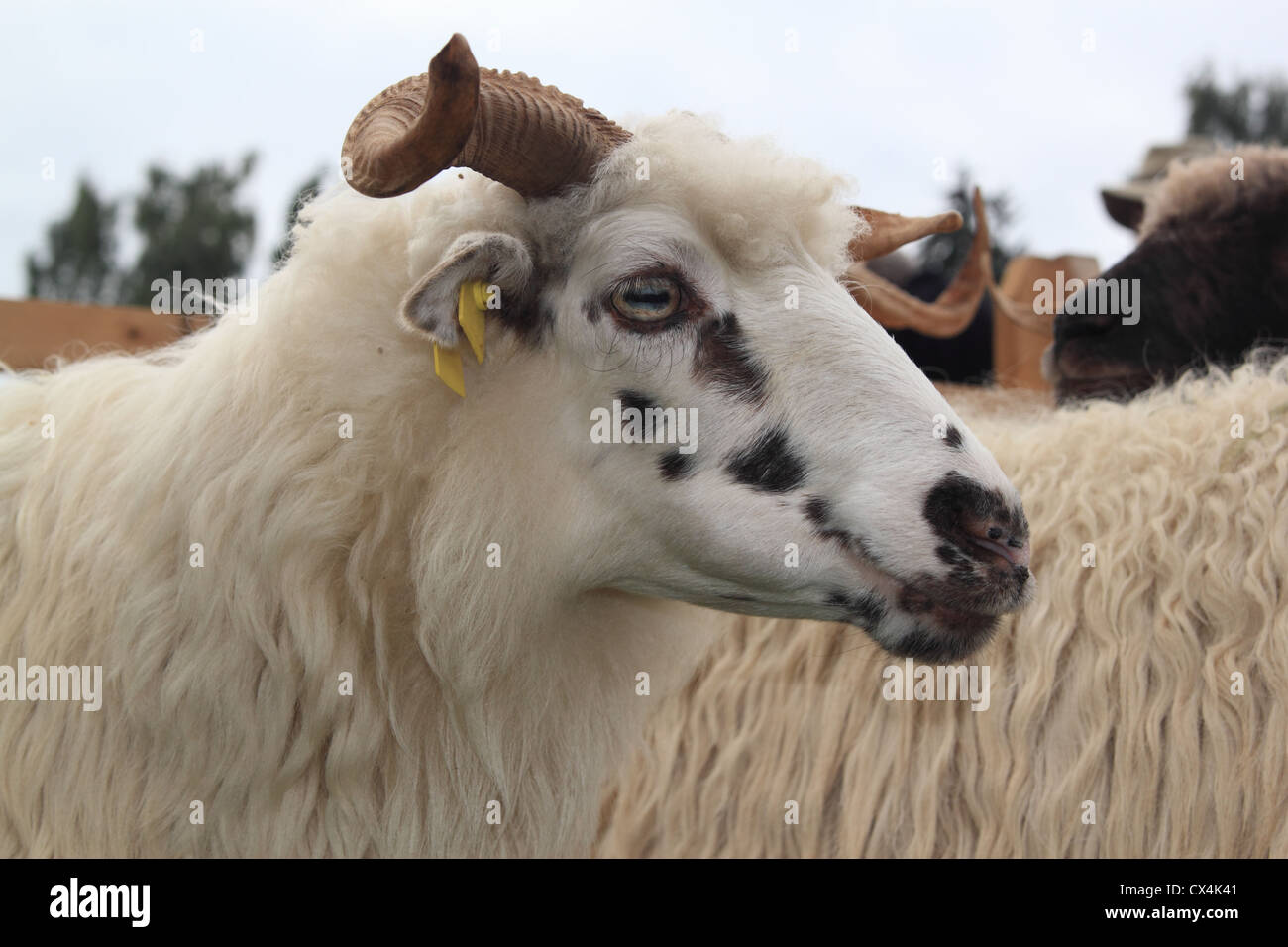 portrait of a sheep ram Stock Photo - Alamy