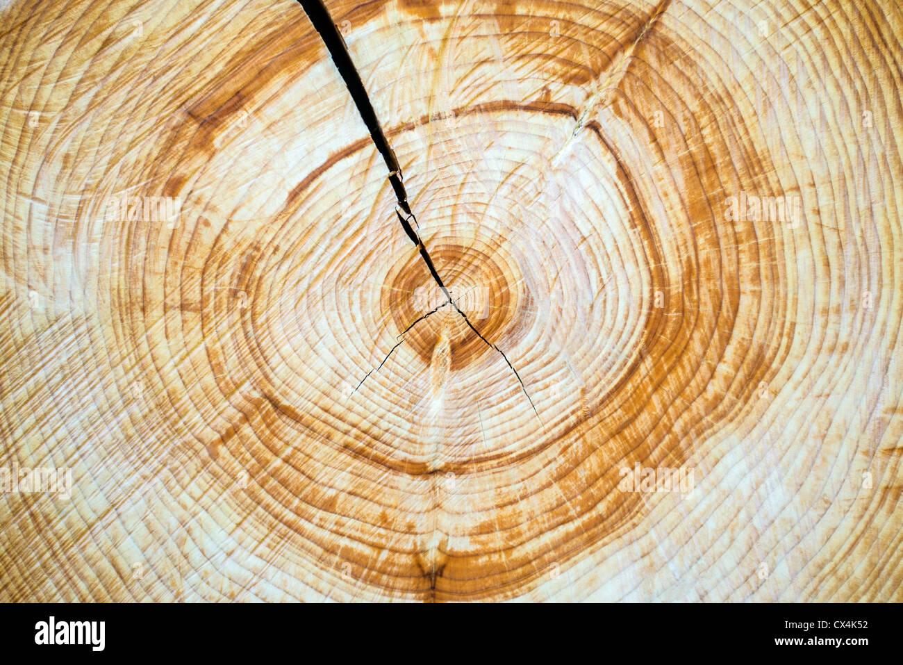 Annual ring rings hi-res stock photography and images - Alamy