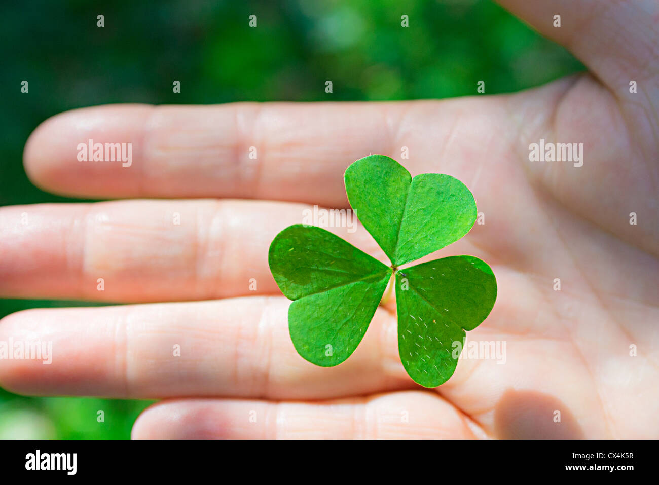 Trefoil leaf hi-res stock photography and images - Alamy