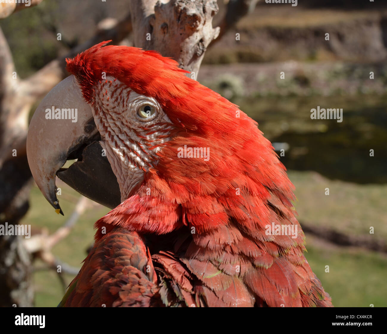 Amazonian birdlife hi-res stock photography and images - Alamy