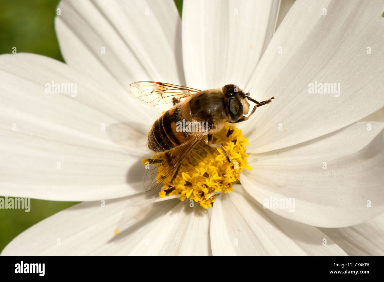 Species Of Stinging Insects High Resolution Stock Photography and ...
