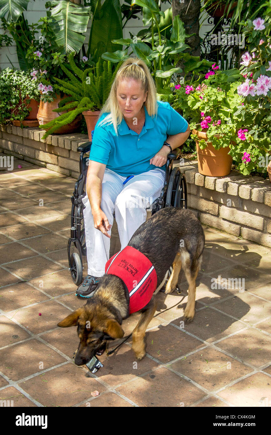 Service dog door wheelchair hi-res stock photography and images - Alamy