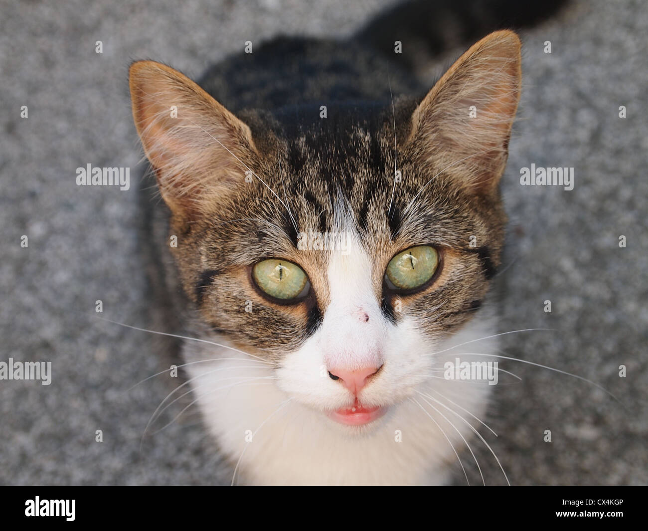 A cute kitty Stock Photo - Alamy