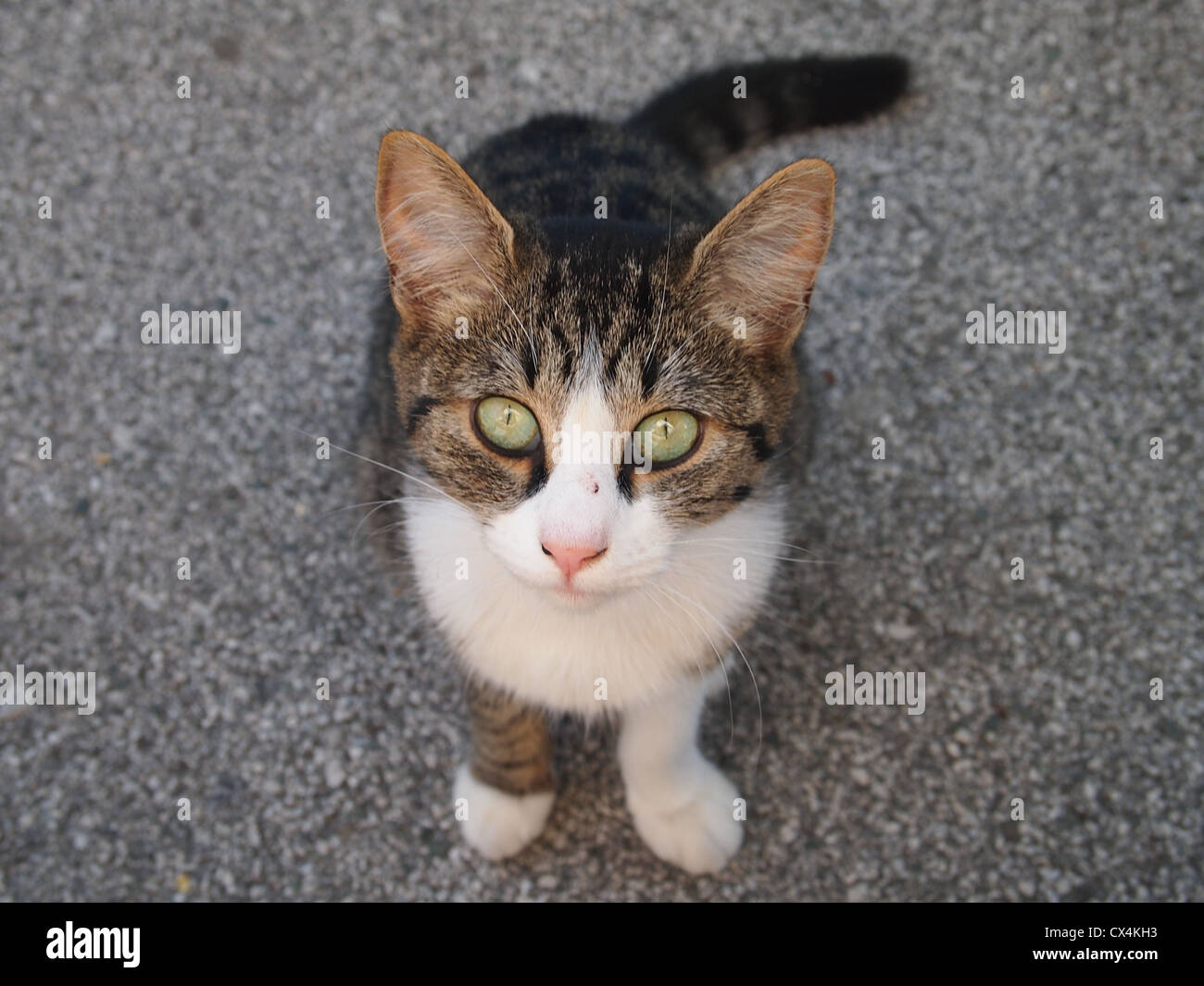 Small tabby white cat hi-res stock photography and images - Alamy