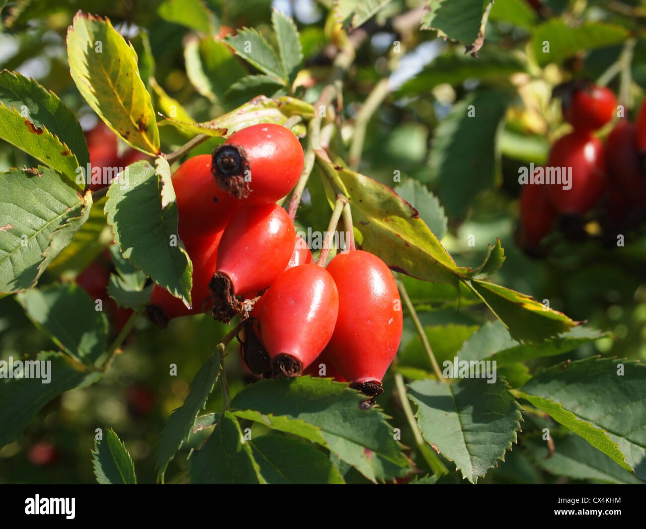 A close shot of a hips Stock Photo - Alamy