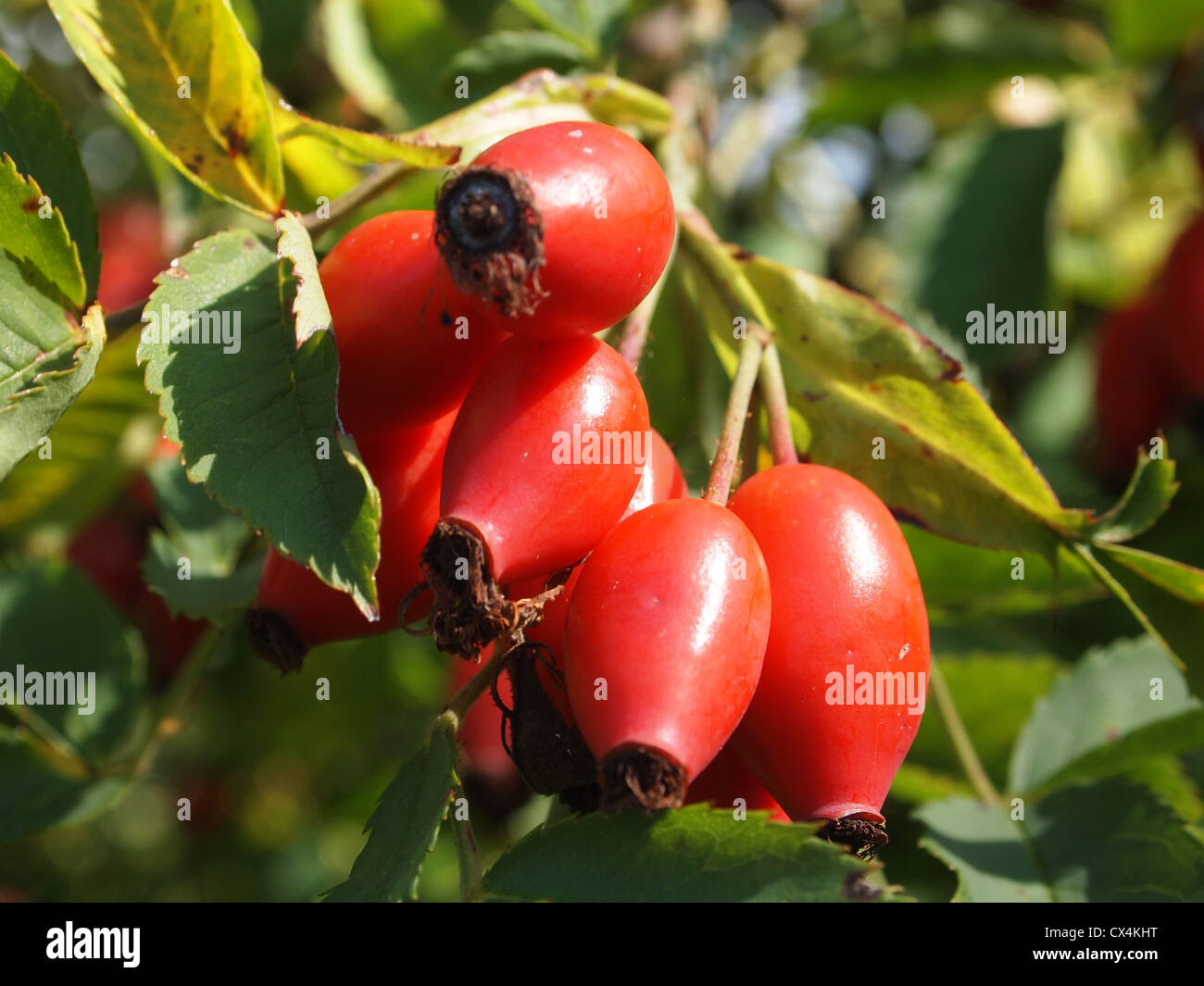 A close up of a rose hip Stock Photo - Alamy