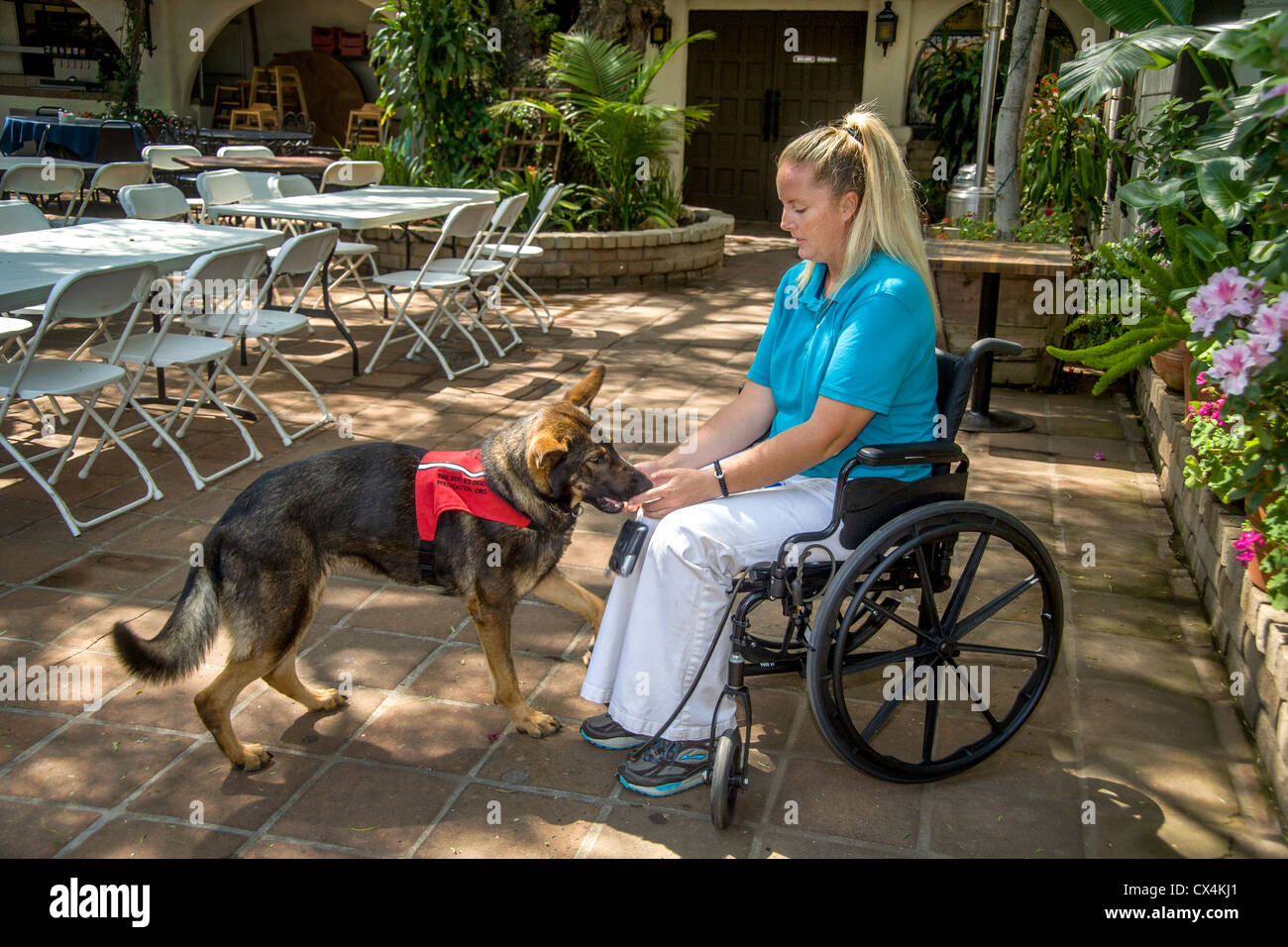 Service dog helping wheelchair hi-res stock photography and images - Alamy