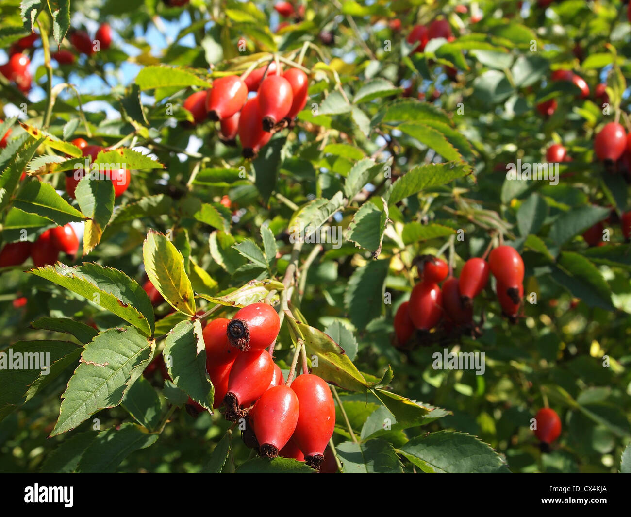 A close up of a healthy bush Stock Photo - Alamy