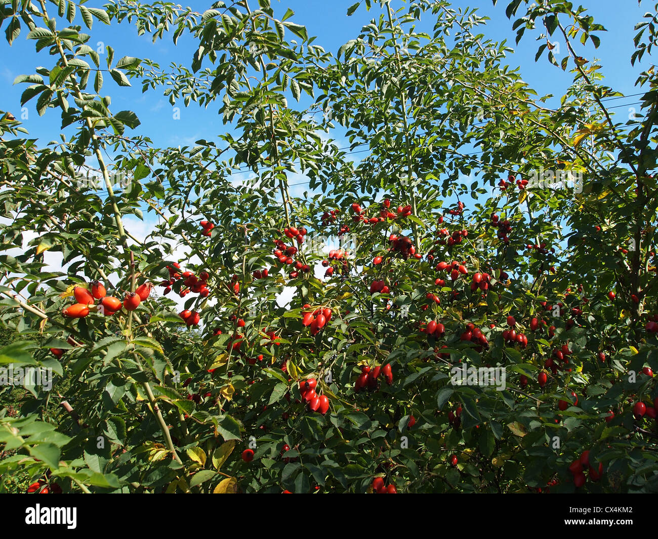 Lots of fruits on a bush Stock Photo - Alamy