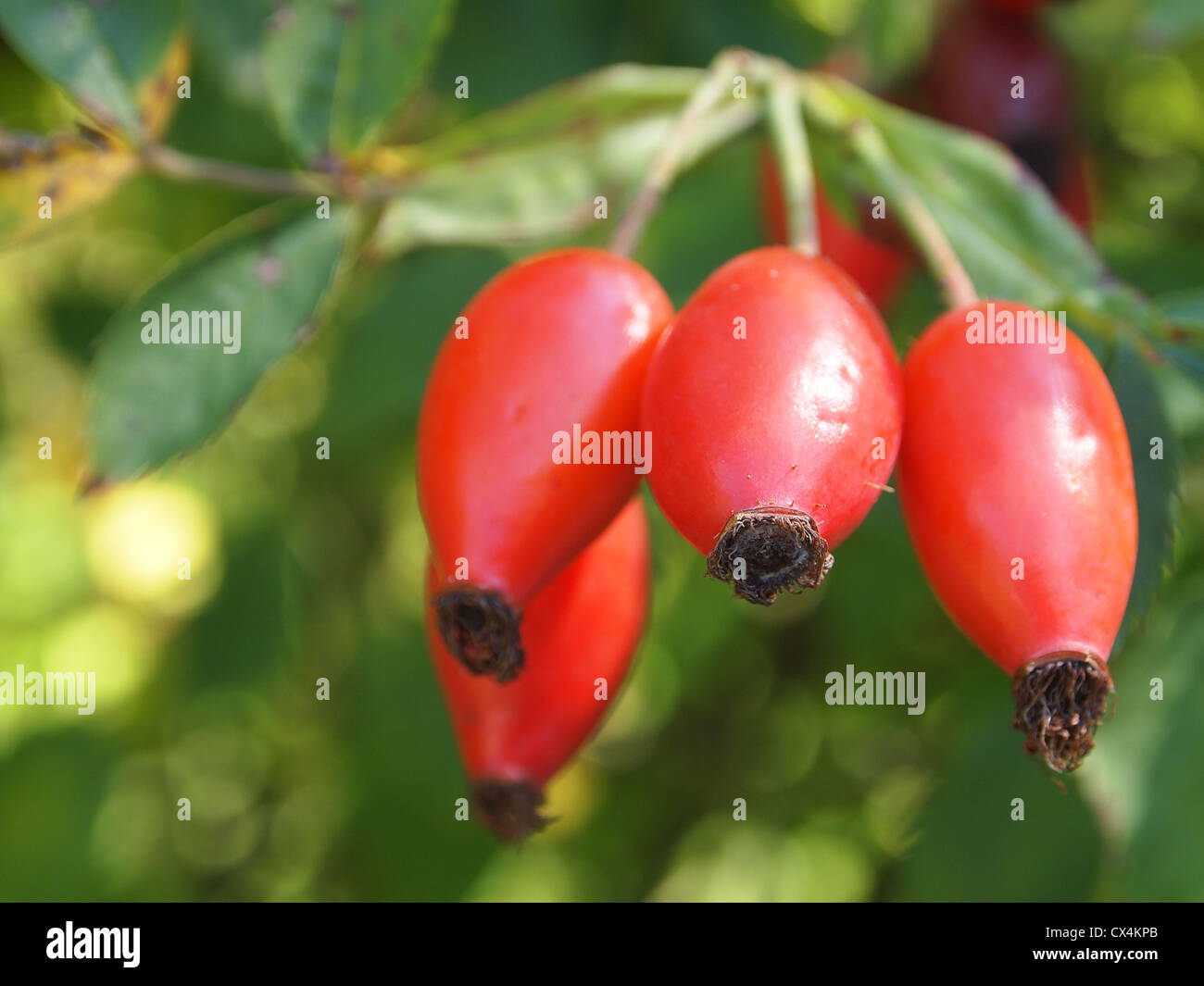 A rose hips Stock Photo - Alamy