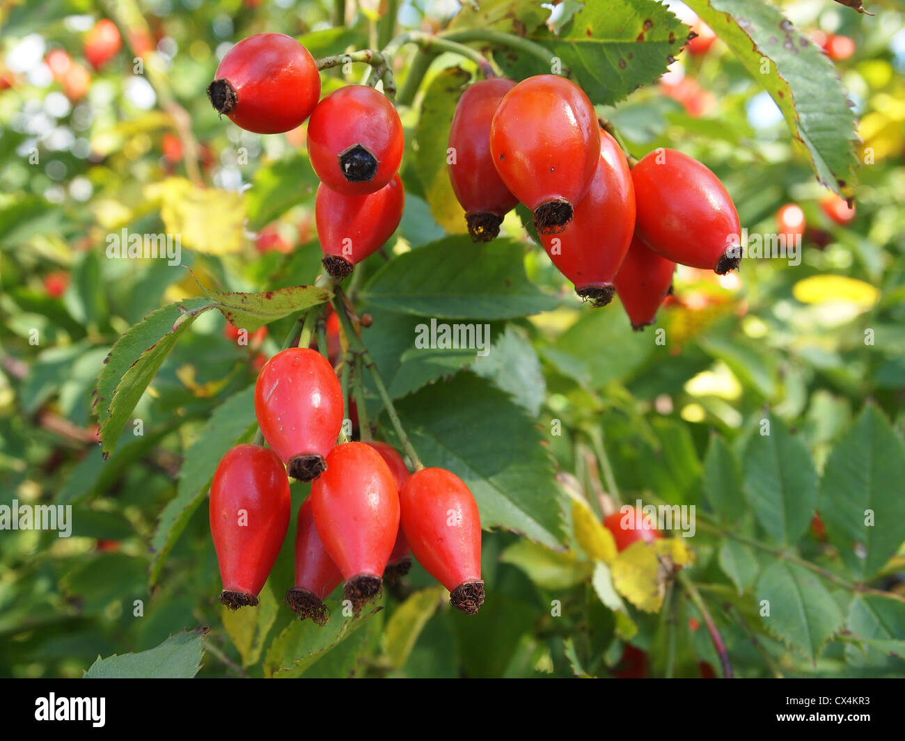 A close shot of rose hips Stock Photo - Alamy