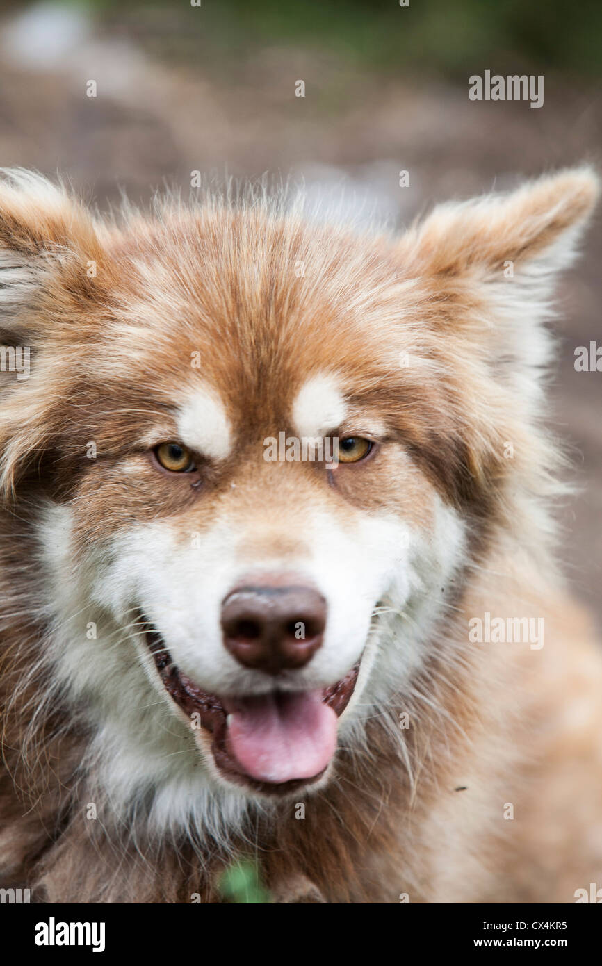 Sled dogs belonging to Robert Grandjamber a First Nation Canadian ...