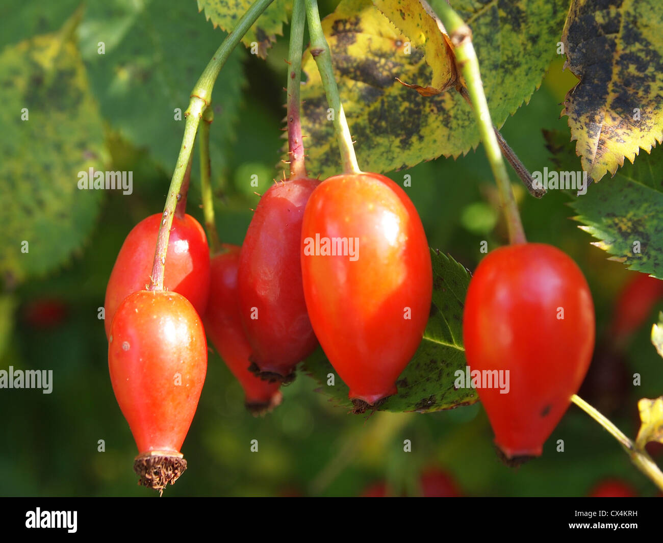 A close up of tea fruits Stock Photo - Alamy