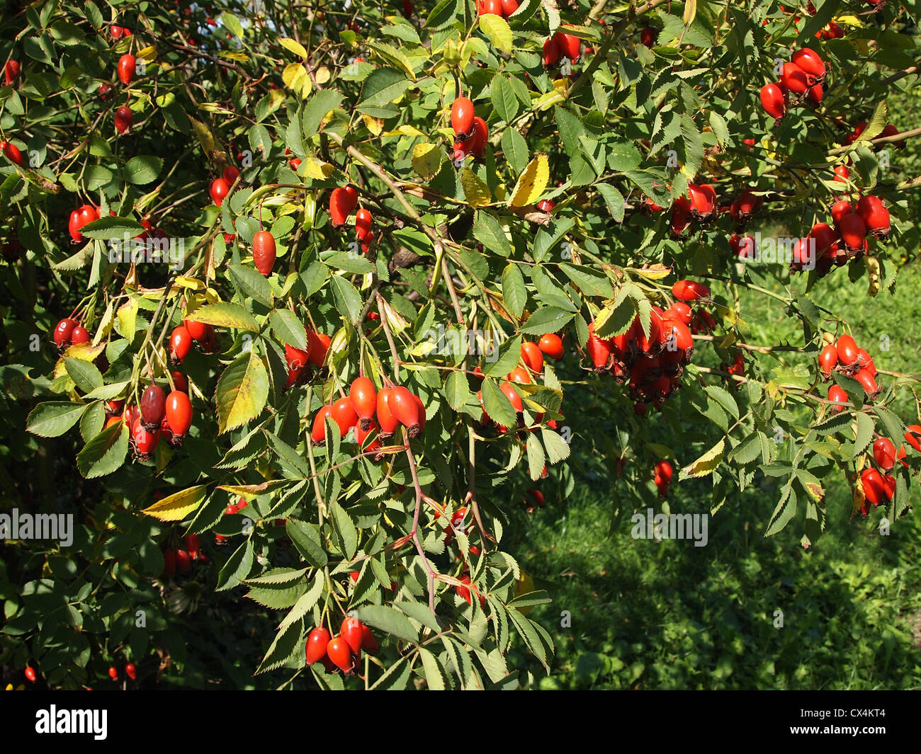 A bush with lots of fruits Stock Photo - Alamy
