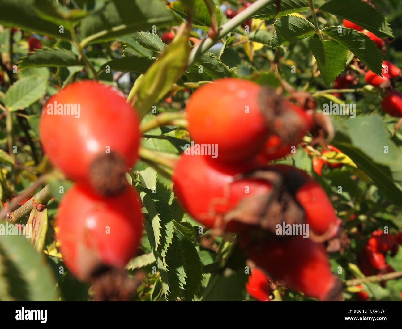A close-up of a dog rose Stock Photo - Alamy