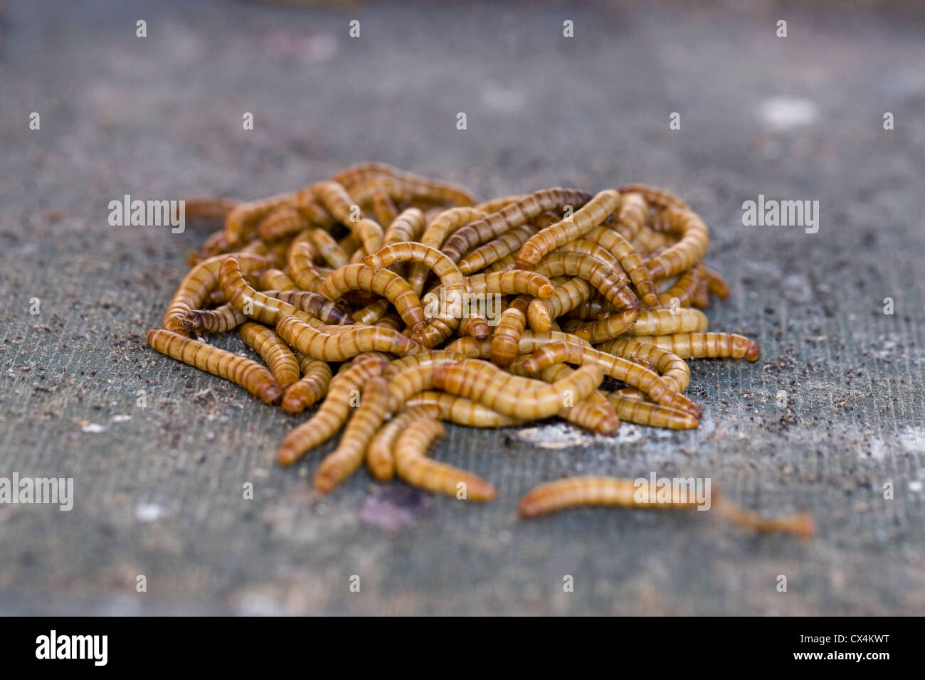 Tenebrio molitor hi-res stock photography and images - Alamy