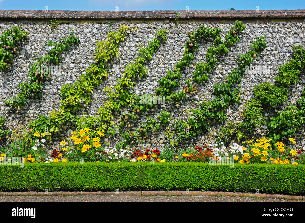 Cordon trained Pear trees against a flint wall Stock Photo - Alamy