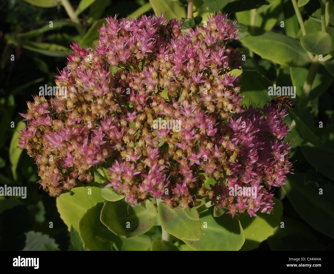 A close up of healing flower Stock Photo - Alamy