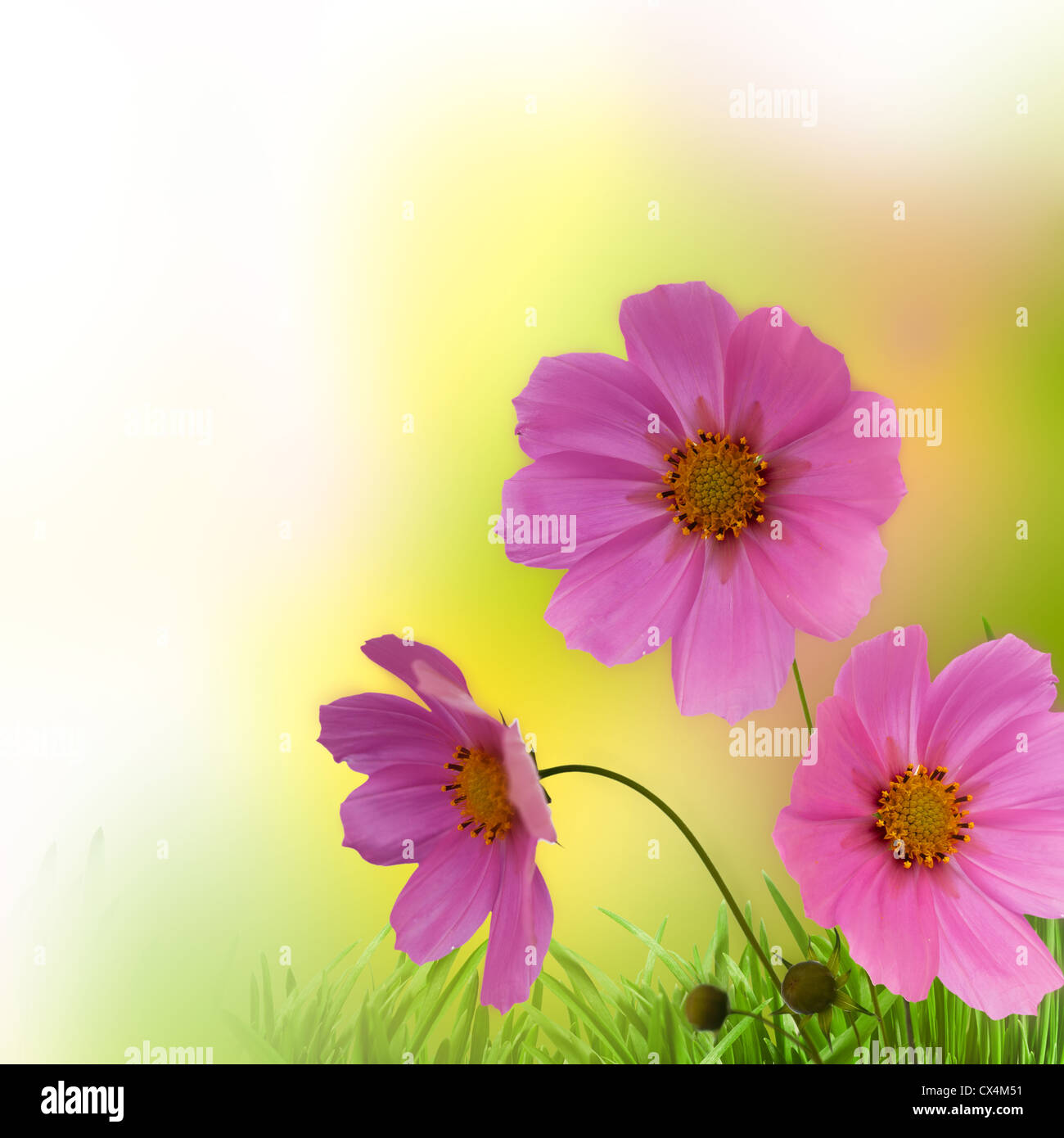 Abstract floral border for your design Stock Photo - Alamy