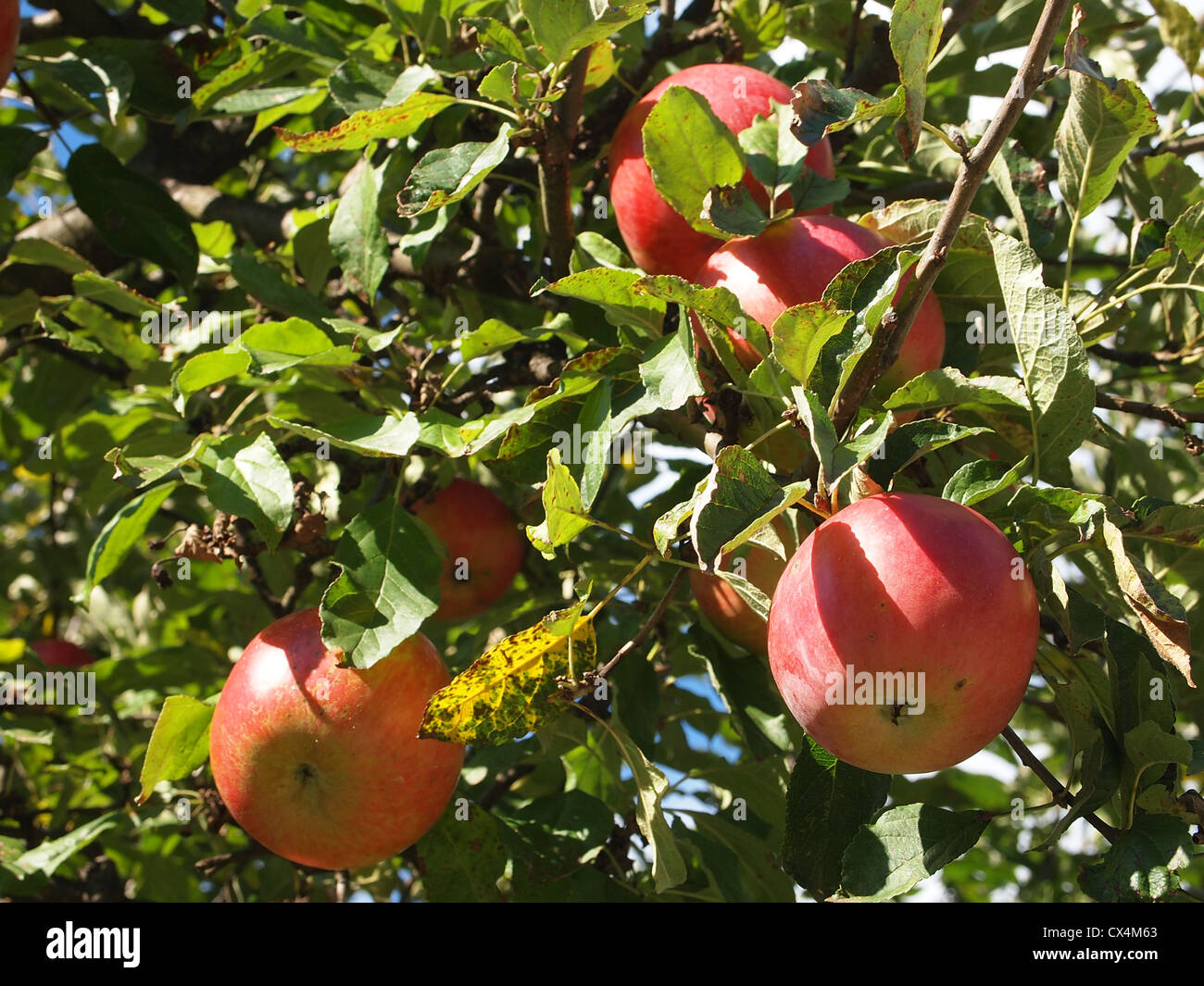 Nice apple hi-res stock photography and images - Alamy
