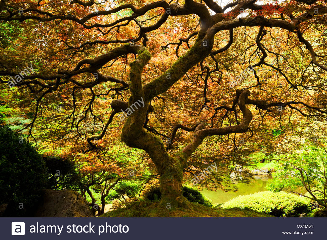 Japanese Maple Tree in Portland Japanese Garden, Portland, Oregon Stock Photo: 50505452 - Alamy