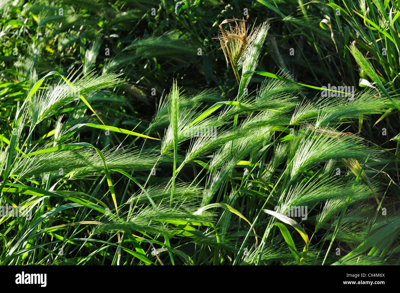 Wall Barley Hordeum murinum growing at the edge of a country lane Stock ...