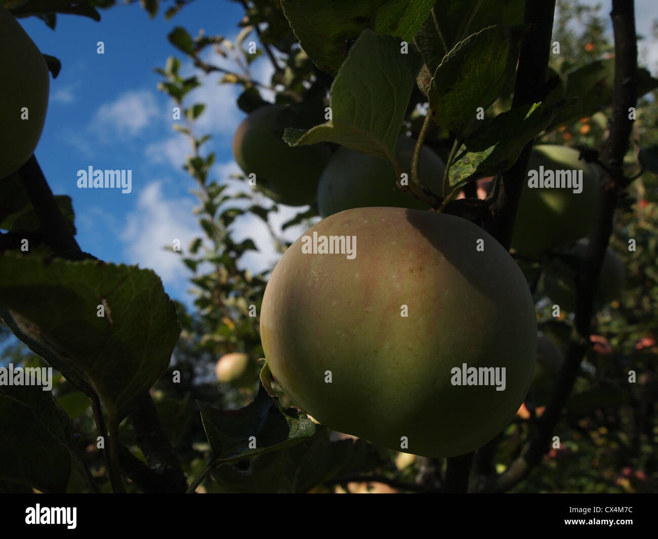 An apple in a shadow Stock Photo - Alamy