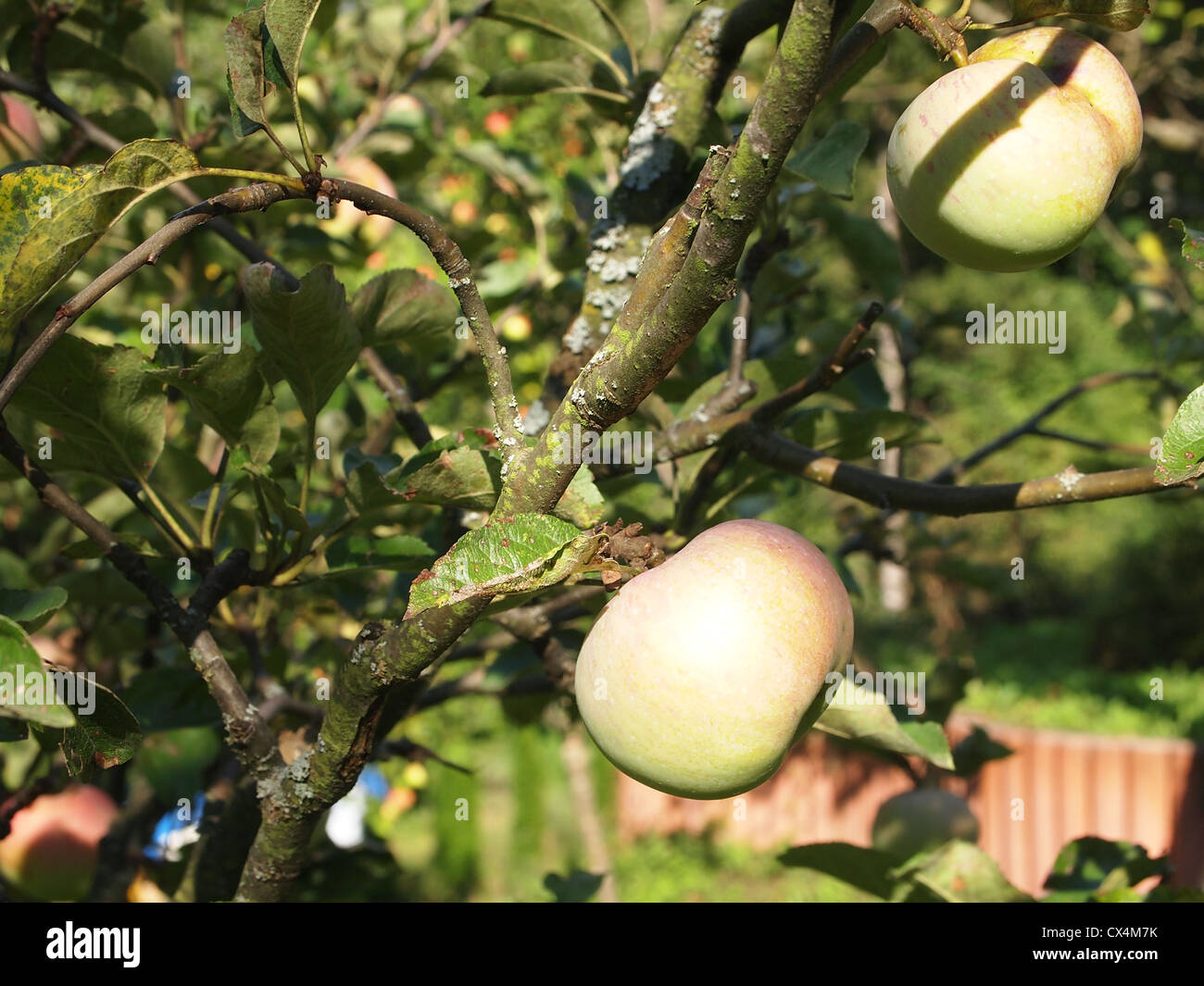 Light green apples Stock Photo - Alamy