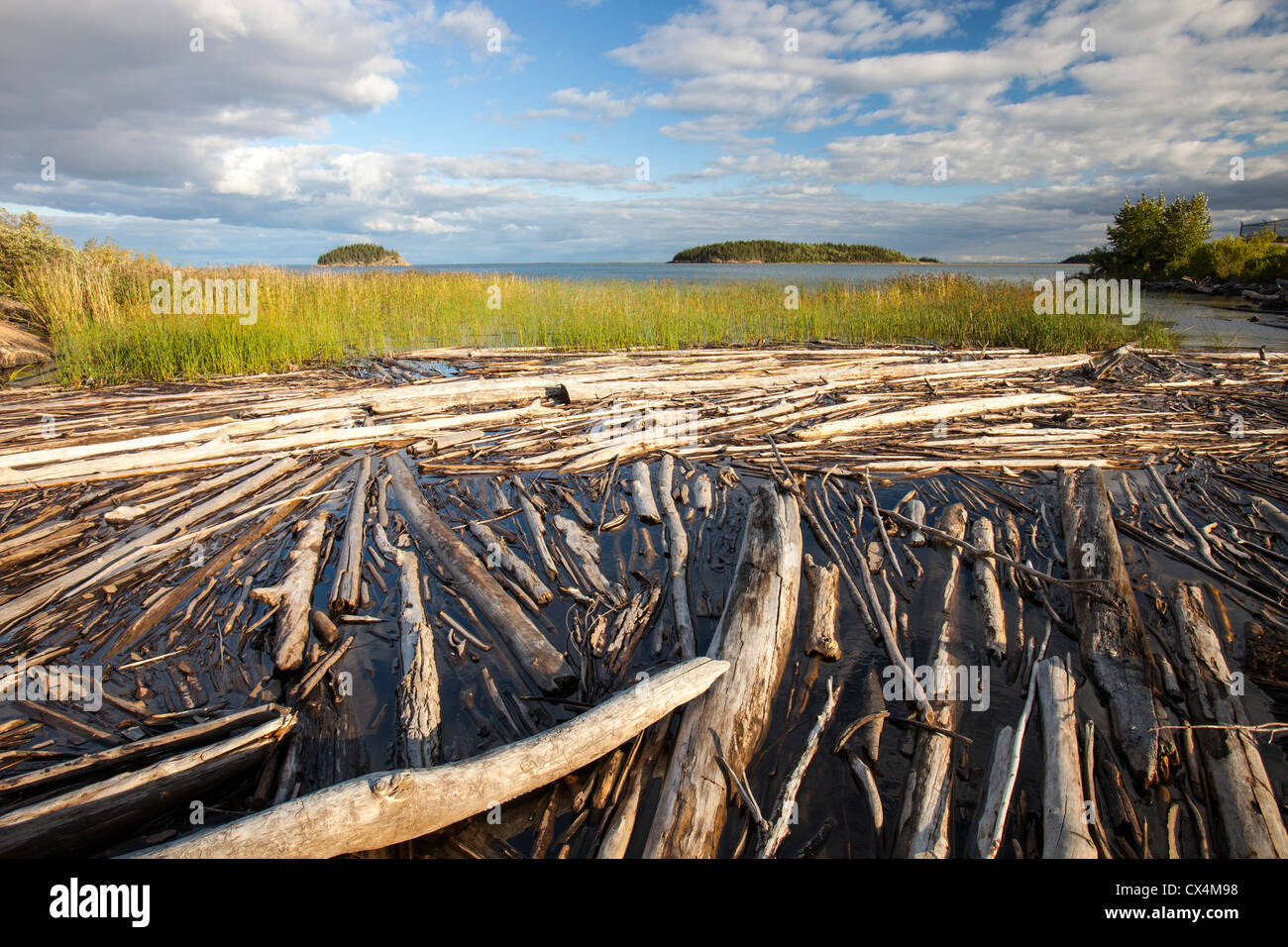 Trees washed down river on the shores of Lake Athabasca in Fort ...