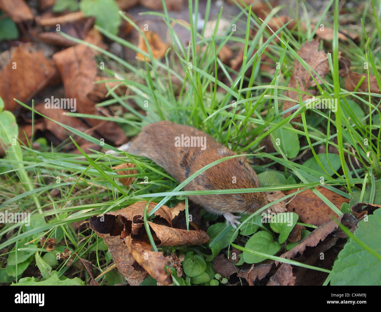 A mouse is scared Stock Photo - Alamy