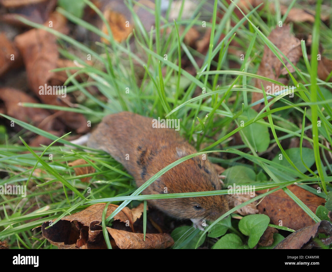 A scared mouse Stock Photo - Alamy