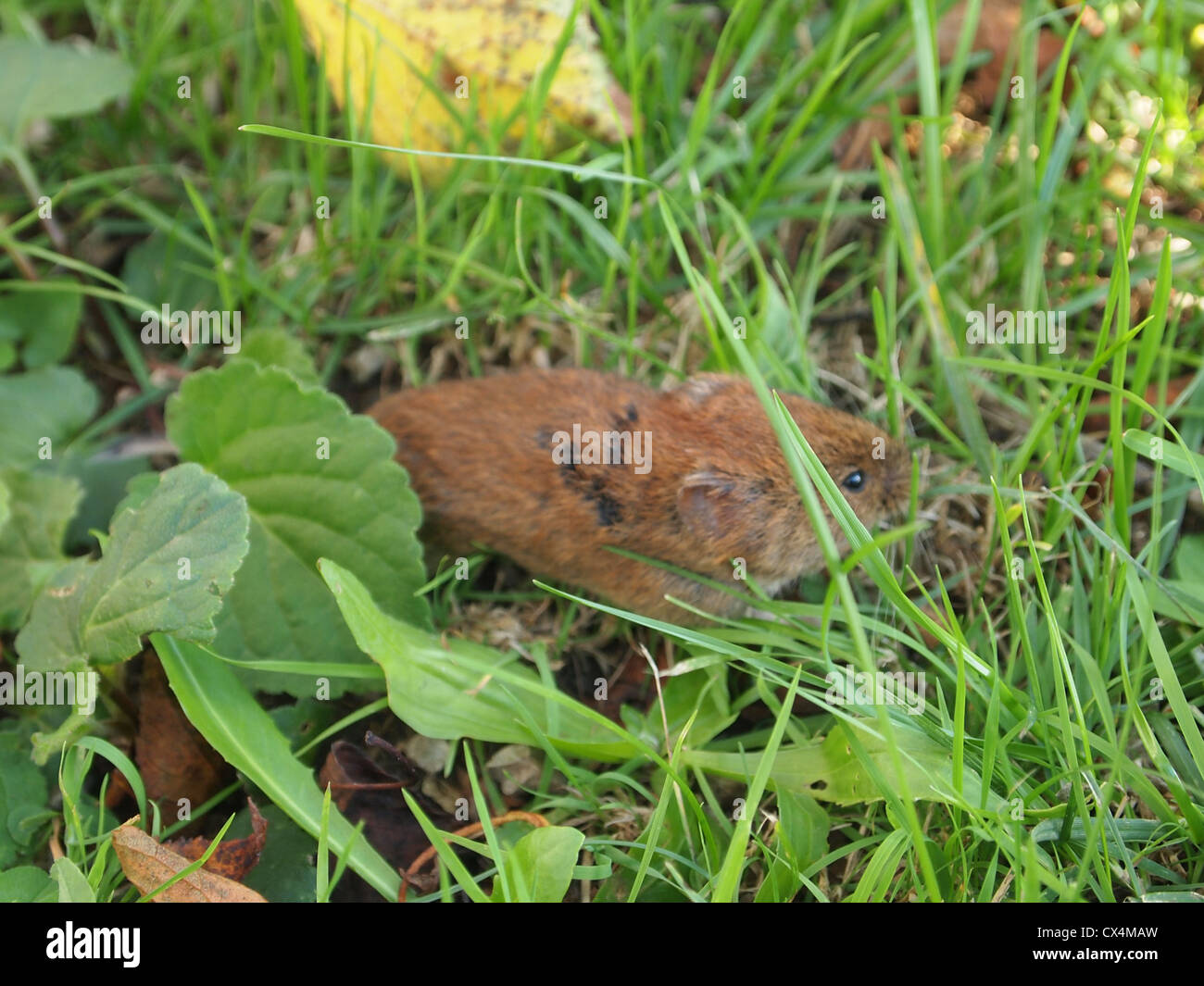 A scared mouse Stock Photo - Alamy