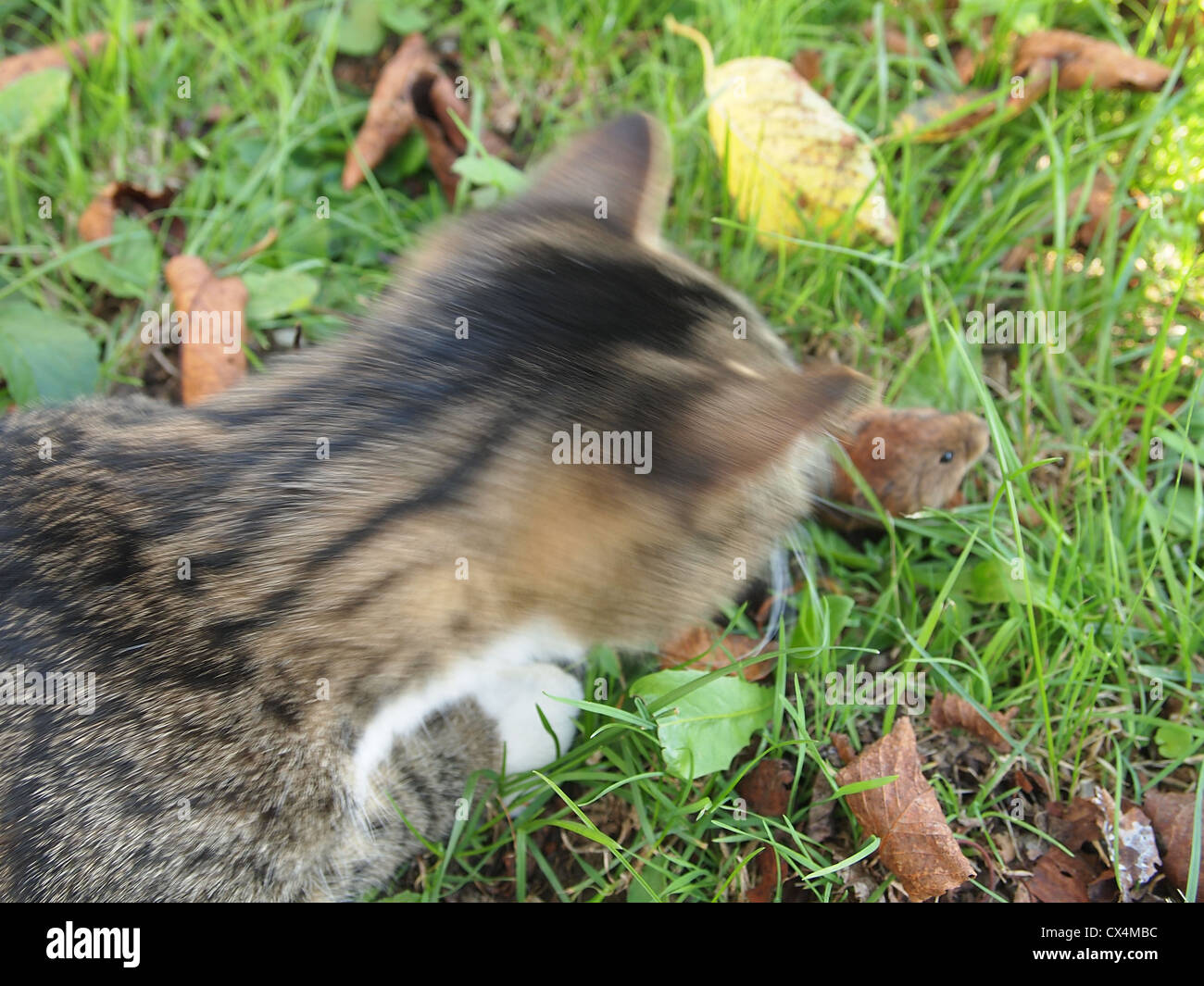 A cat is watching a mouse Stock Photo - Alamy