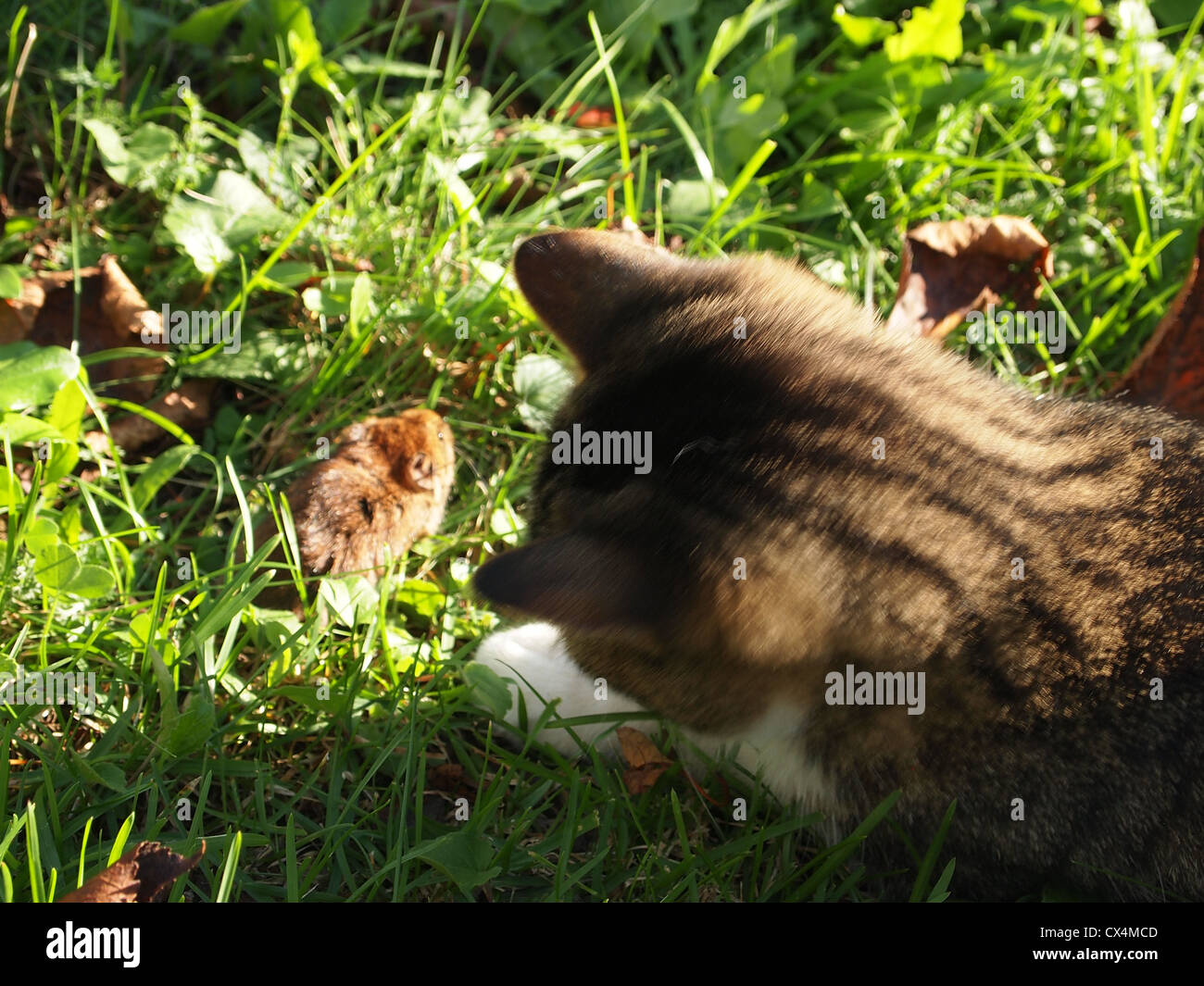 A cat is playing with a mouse Stock Photo - Alamy