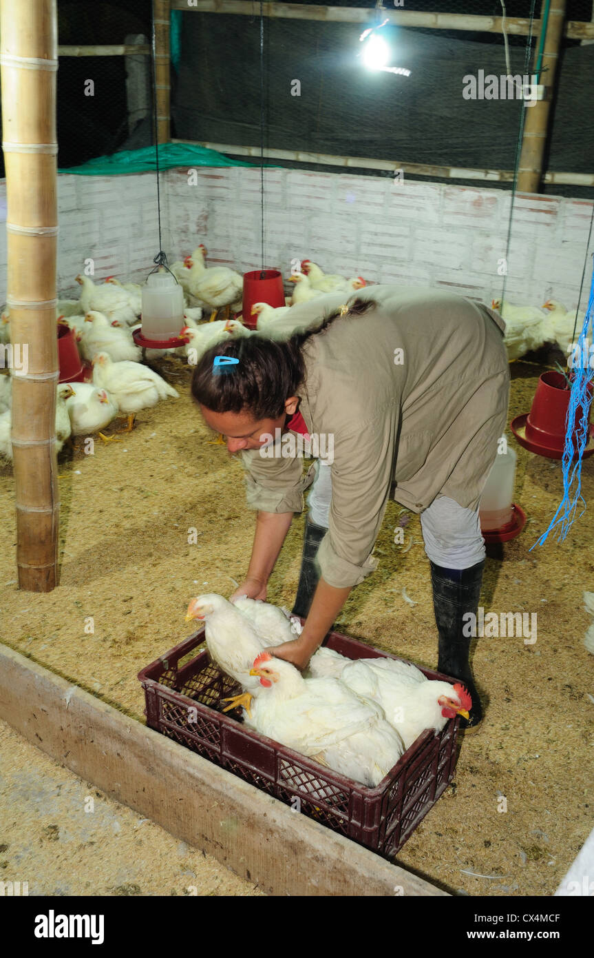 Slaughter chickens in RIVERA . Department of Huila. COLOMBIA Stock ...