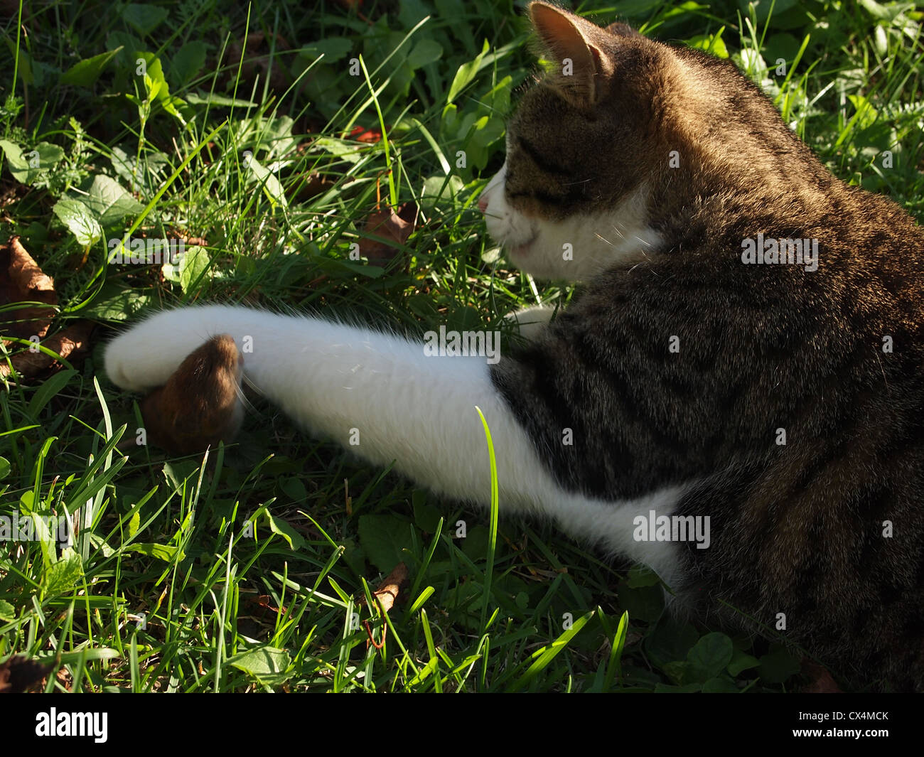 A cat catches a mouse Stock Photo - Alamy