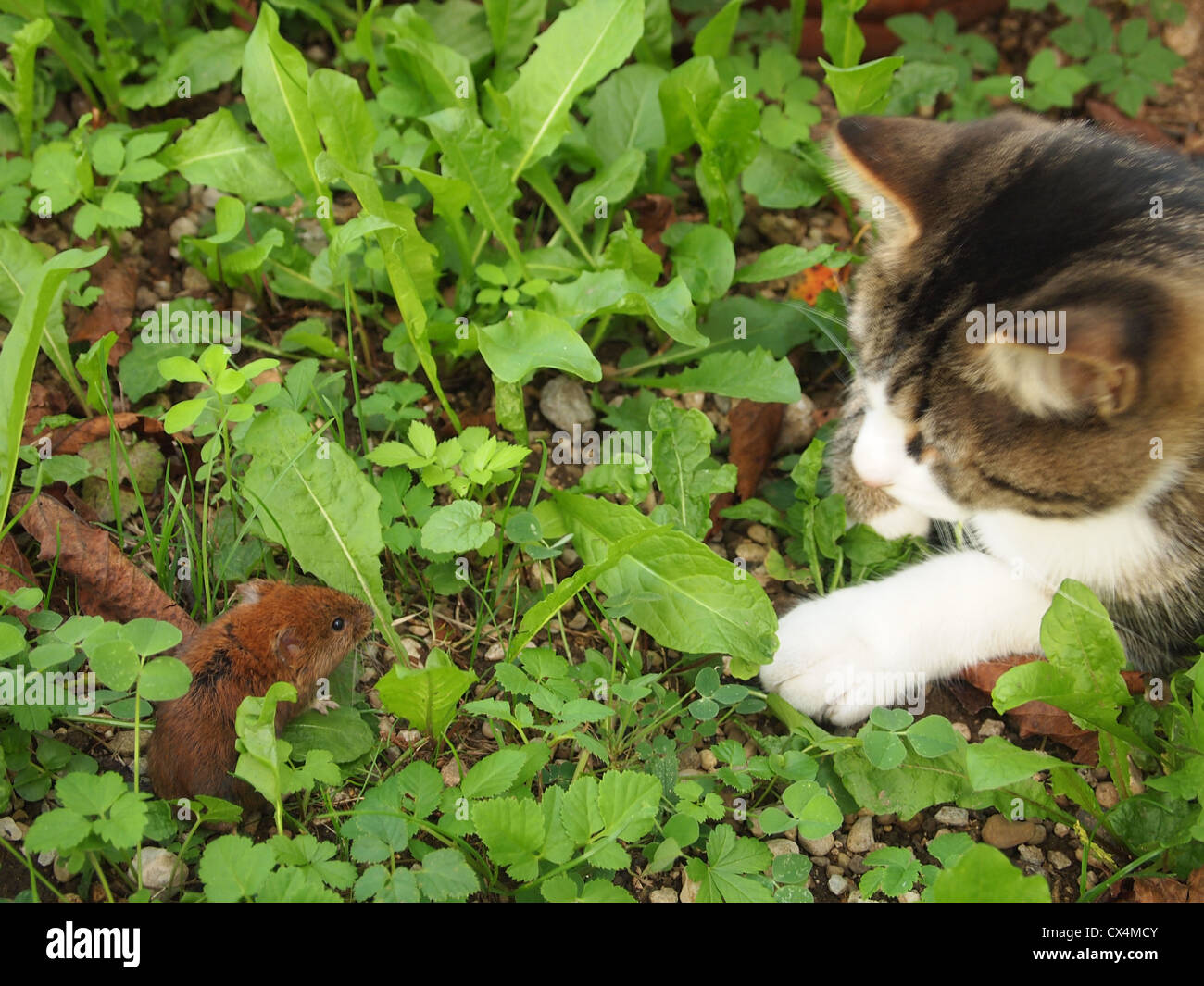 Cat and mouse Stock Photo - Alamy