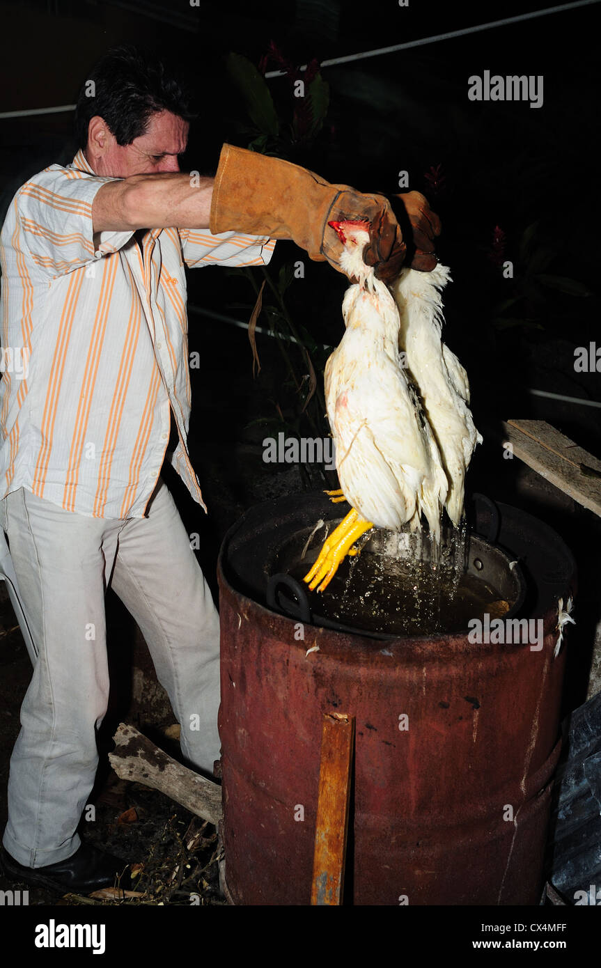 Slaughter chickens in RIVERA . Department of Huila. COLOMBIA Stock ...