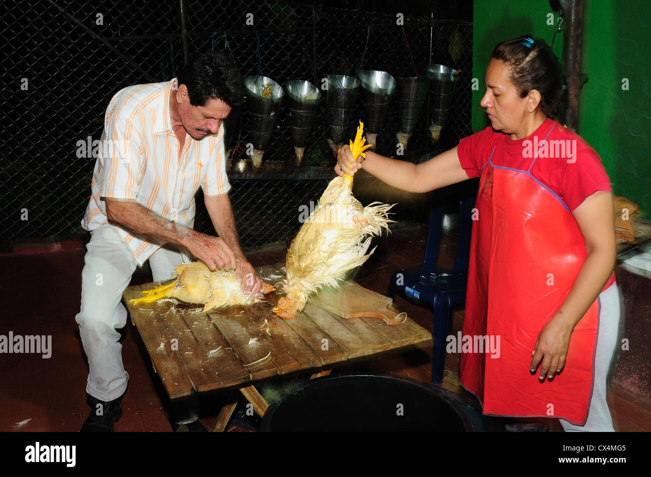 Slaughter chickens in RIVERA . Department of Huila. COLOMBIA Stock ...