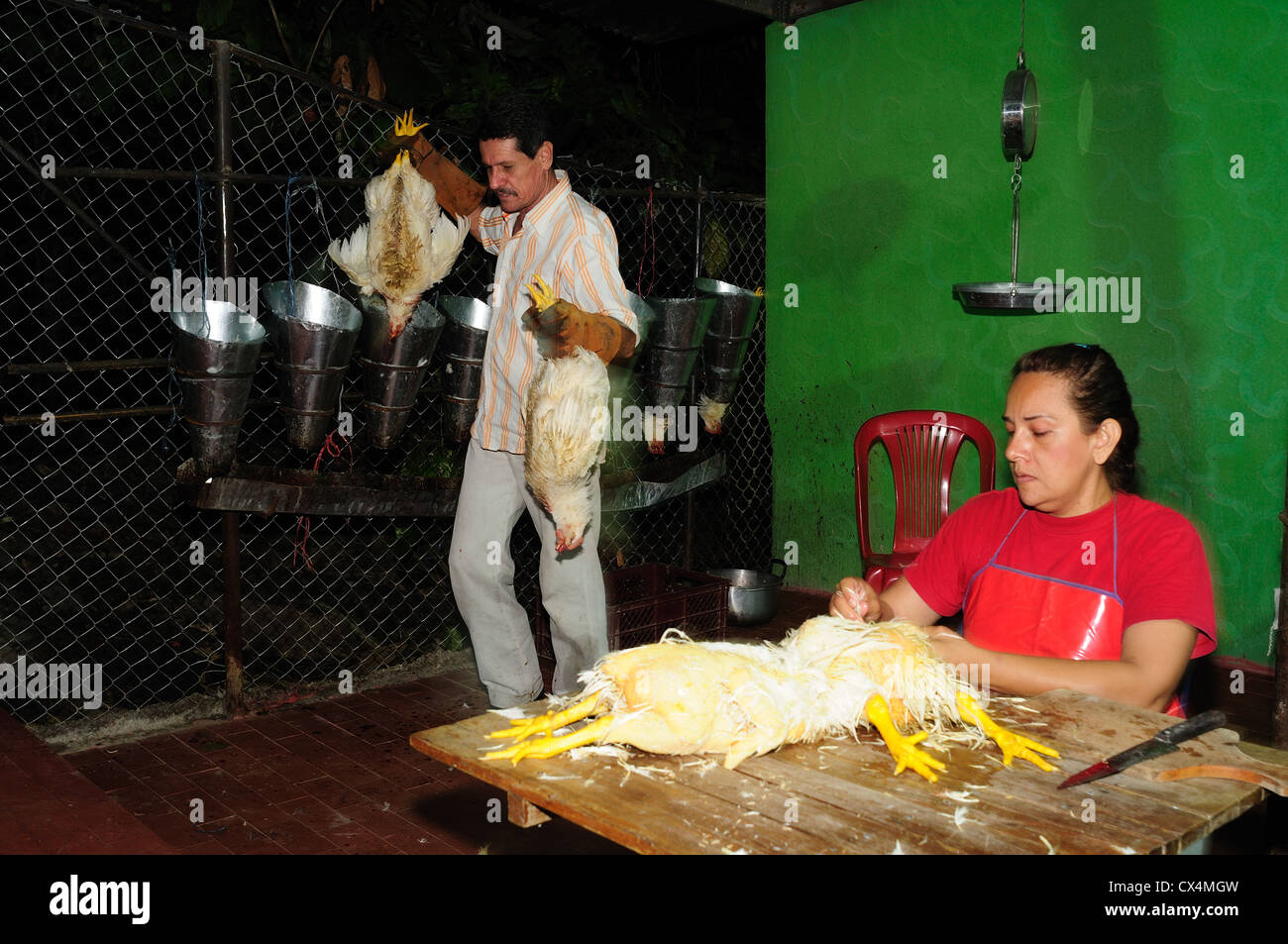 Slaughter chickens in RIVERA . Department of Huila. COLOMBIA Stock ...